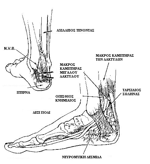 Βασικά ανατομικά στοιχεία και παθήσεις Άκρου Ποδός - Φυσικοθεραπευτήριο ...